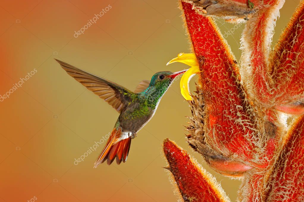 Dos pájaros con flor roja. Colibrí de cola rufa, Amazilia tzacatl ...