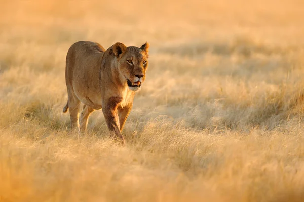 Big Angry Female Lion Etosha Namibia African Lion Walking Grass Stock ...