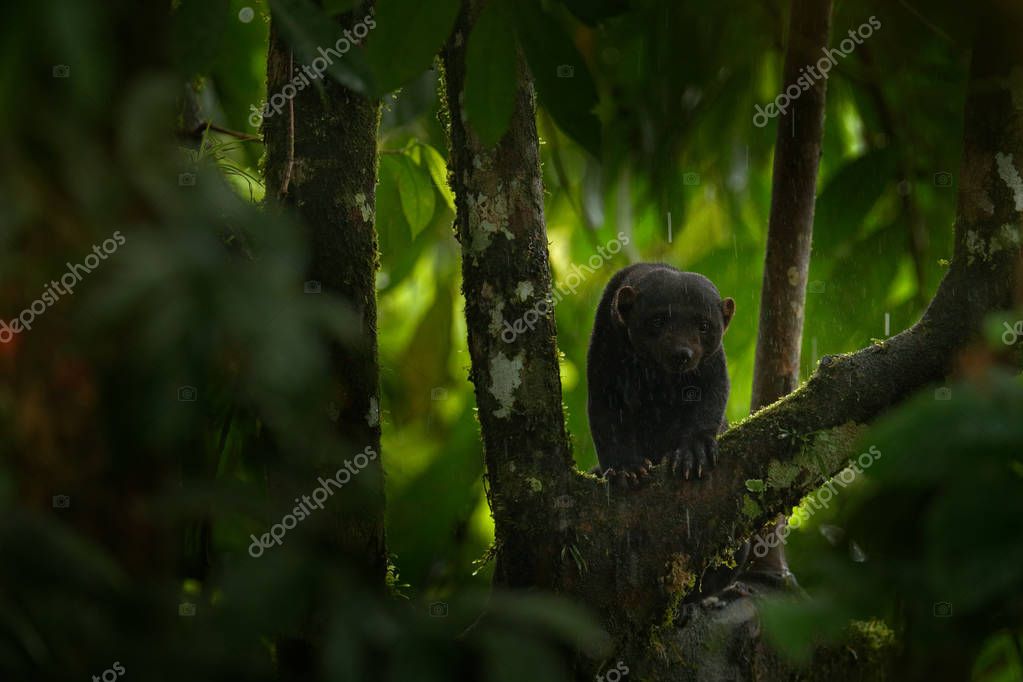 Tayra, Eira barbara, animal omn voro de la familia de las comadrejas ...