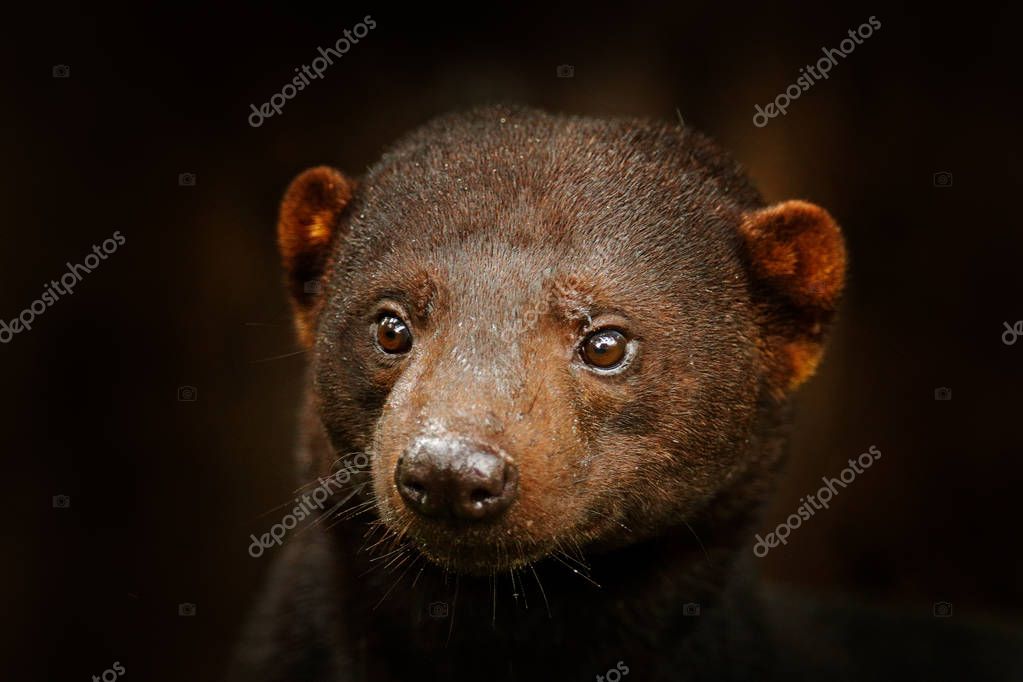 Tayra, Eira barbara, animal omnívoro de la familia de las comadrejas ...
