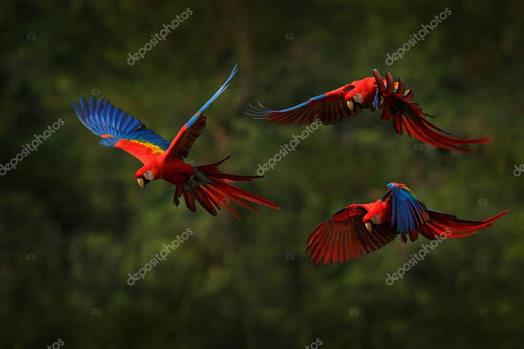 Loros guacamayos volando en vegetación verde oscura con hermosa luz de ...