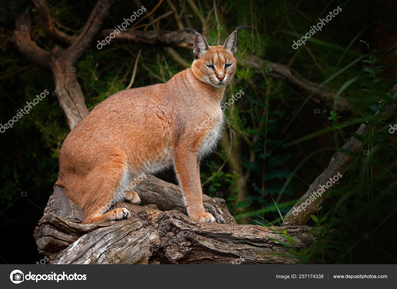African Caracal Lynx