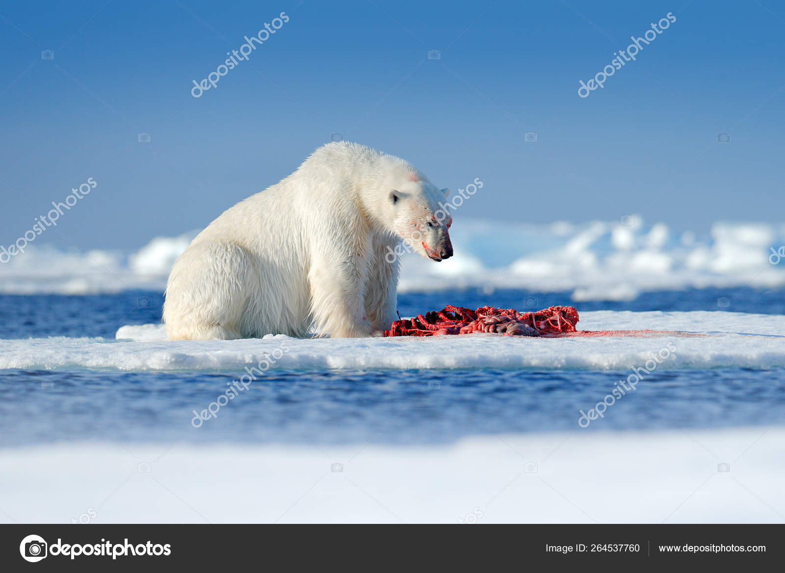 Polar Bears Eating Seals