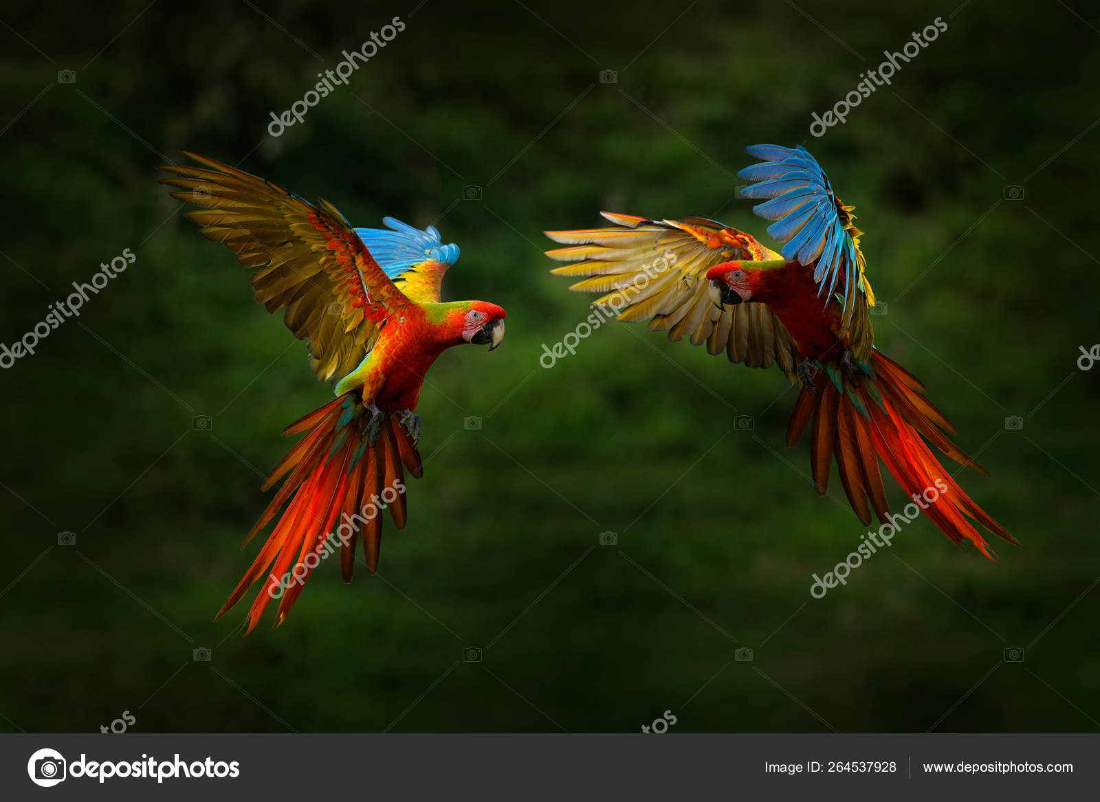 Red Macaw Parrot Flying