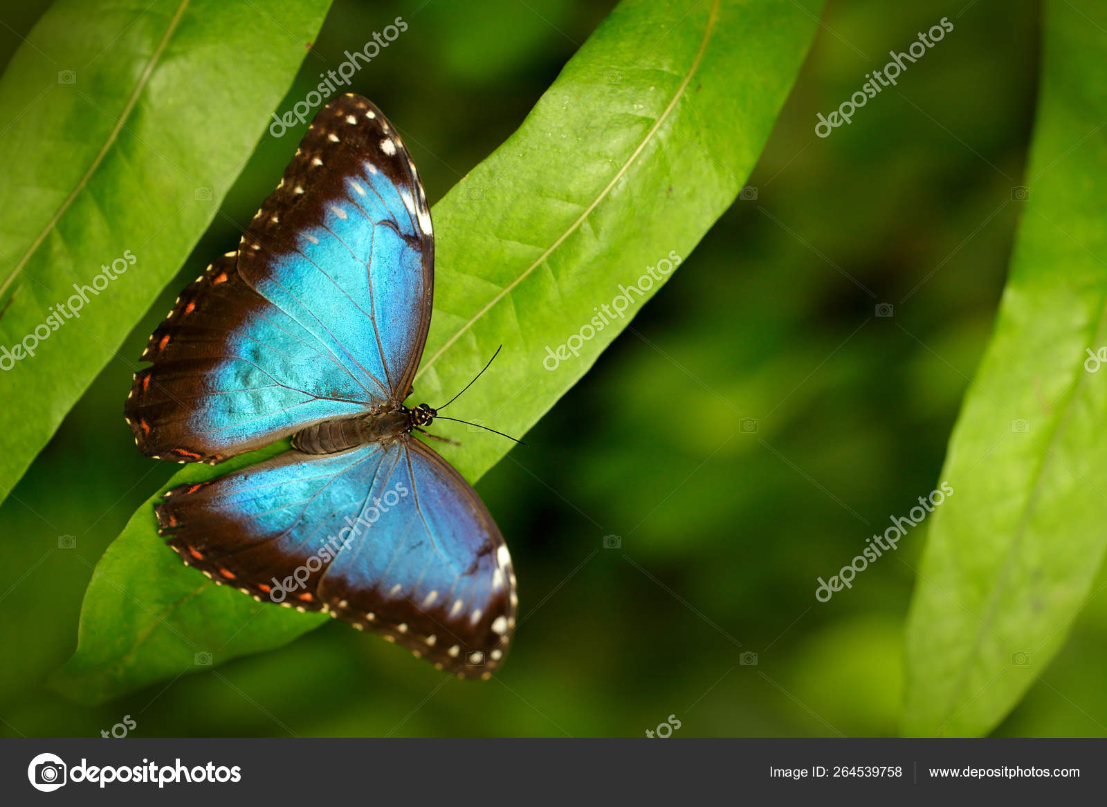 Blue Morpho Morpho Peleides Mariposa Sentada Sobre Hoja Verde Hábitat ...