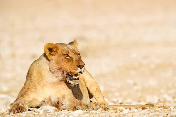 Big Angry Female Lion Etosha Namibia African Lioness Walking Grass ...