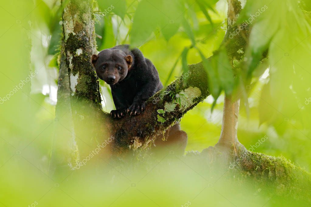 Tayra, Eira barbara, animal omnívoro de la familia de las comadrejas ...