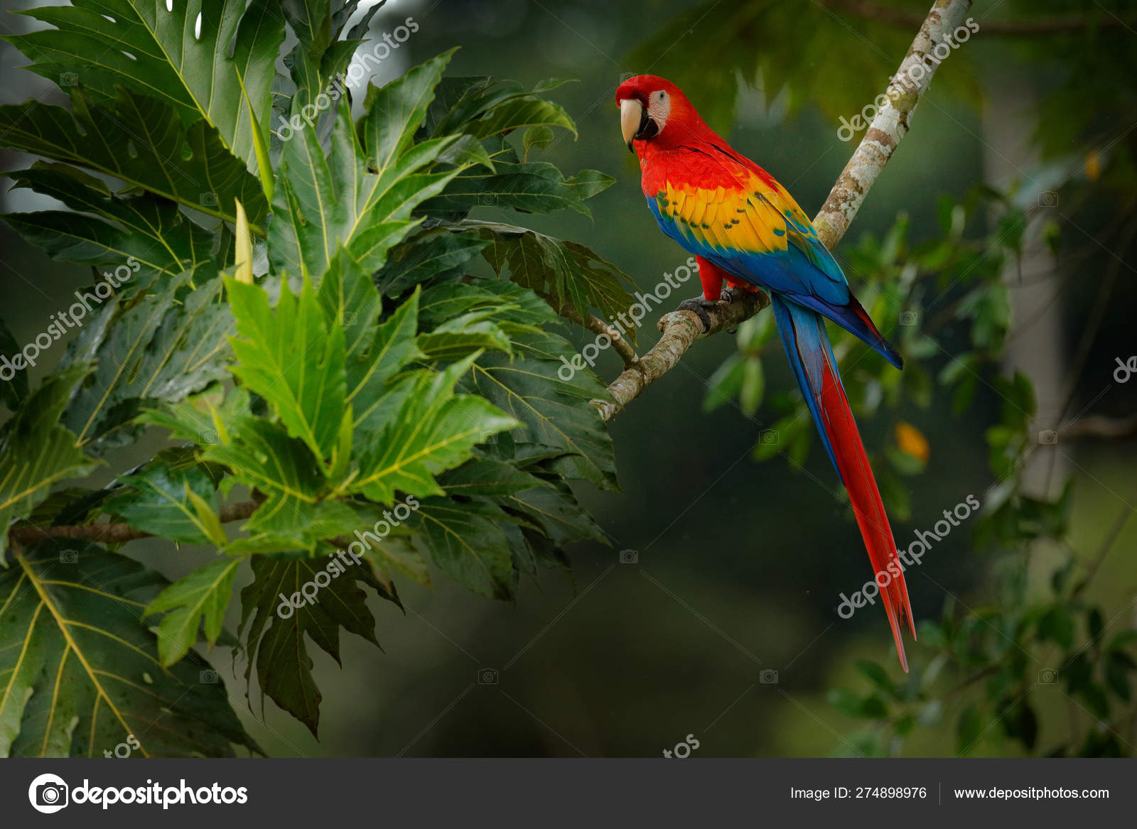 Scarlet Macaw Sitting