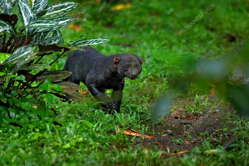 Tayra, Eira barbara, animal omnívoro de la familia de las comadrejas ...