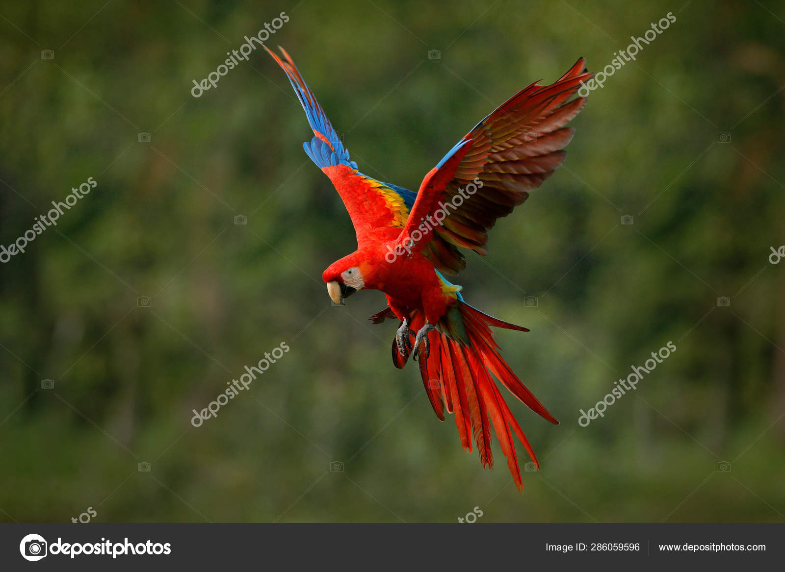 Scarlet Macaw In Flight