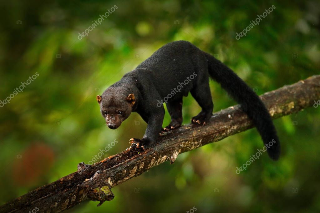 Tayra, Eira barbara, animal omnívoro de la familia de las comadrejas ...