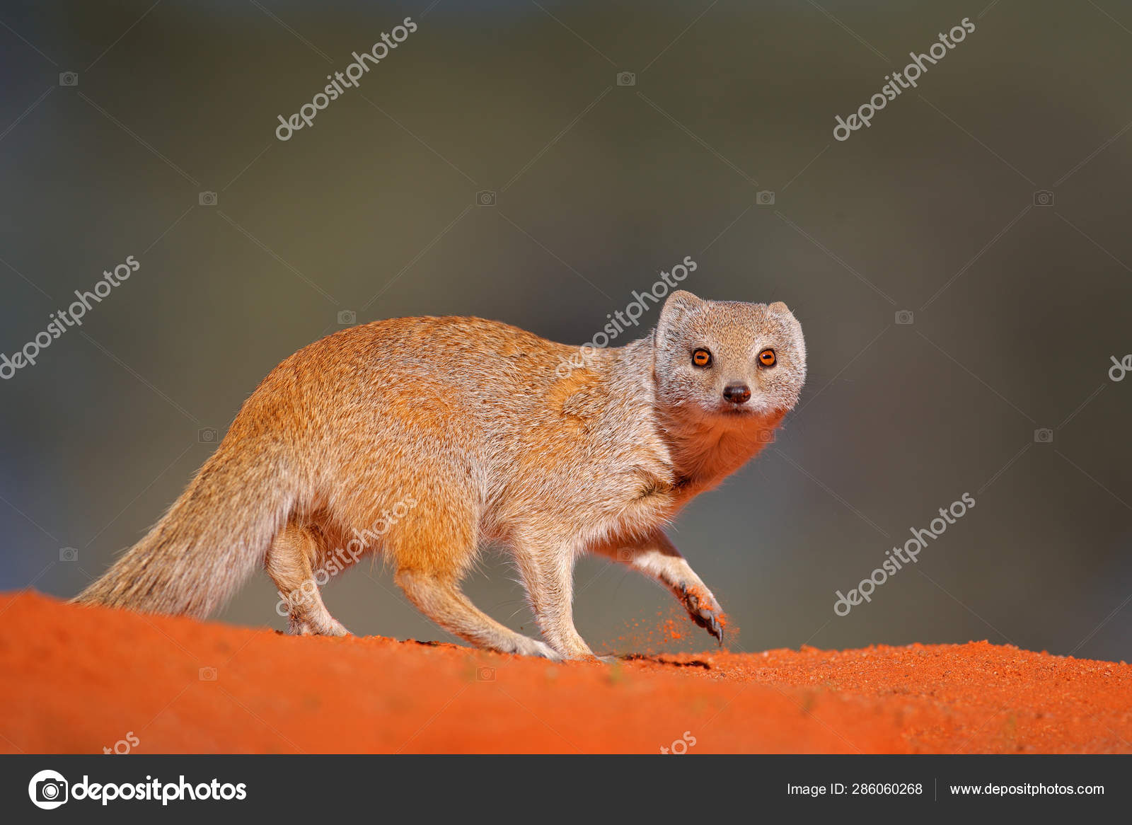 Cute Mongoose Animal