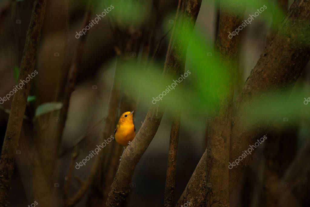 curruca protonotaria, Protonotaria citrea, peque o p jaro cantor gris ...