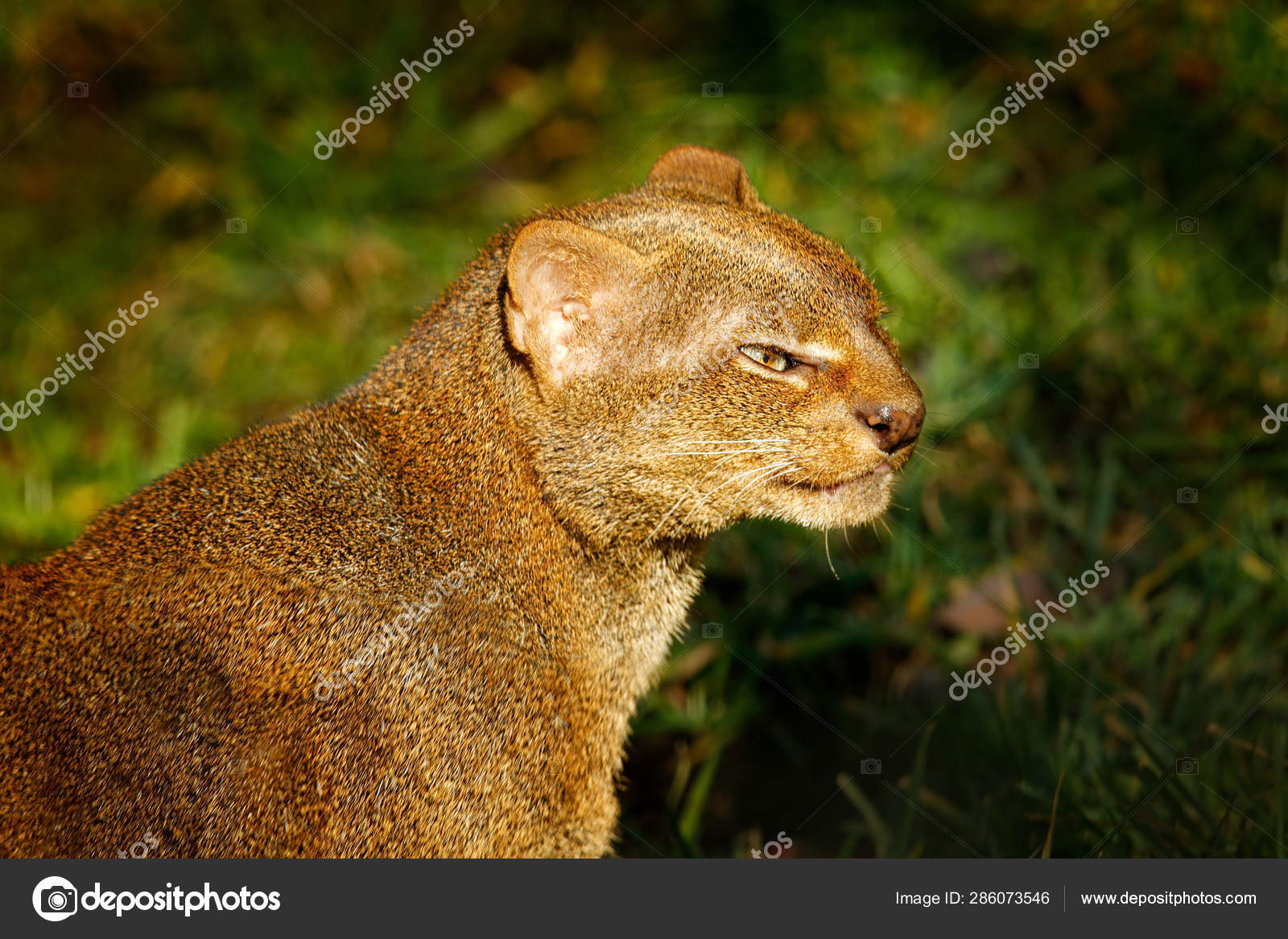 Animal De Estimacao Jaguarundi Bicho De Estimação Gato | Pulsar