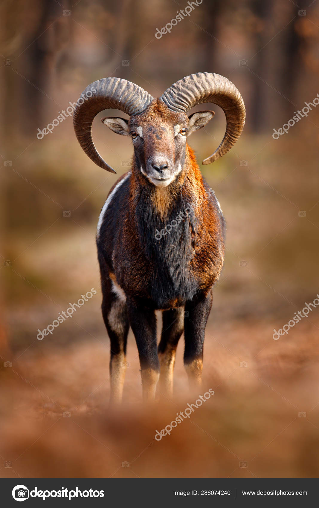 Mouflon Ovis Orientalis Portrait Mammal Big Horns Prague Czech Republic ...