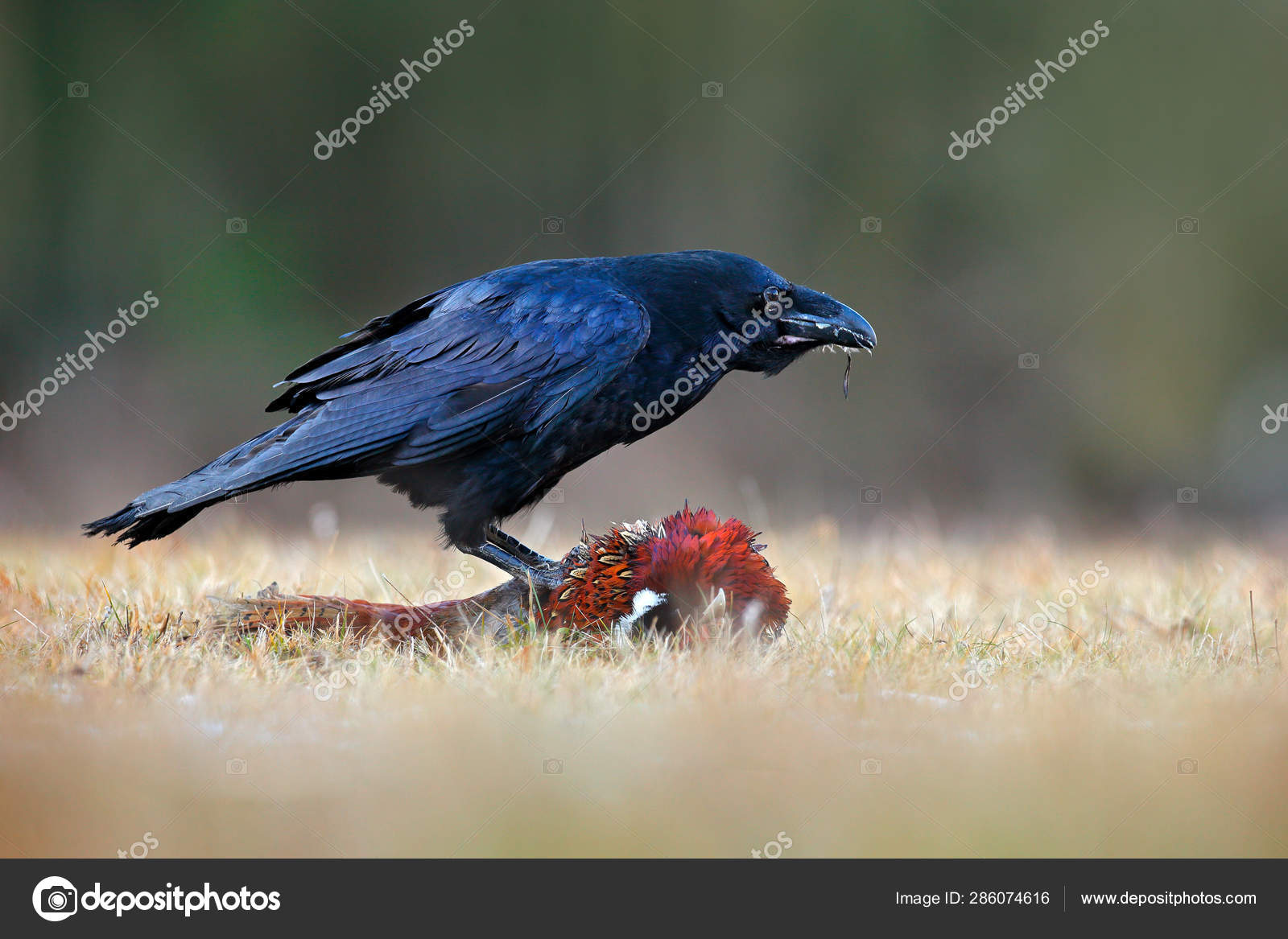 Raven Kill Pheasant Carcass Forest Meadow Black Bird Raven Dead Stock ...