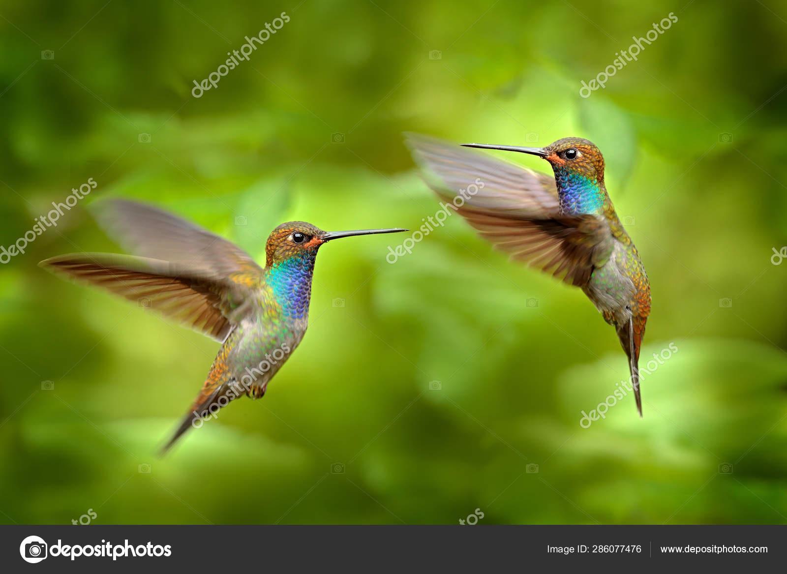 Pretty Hummingbirds In Flight