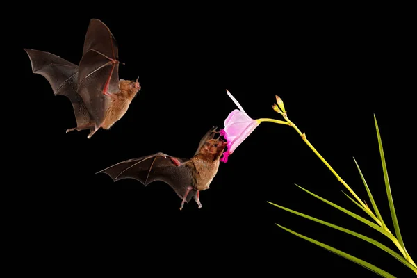 Dark night bats Stock Photos, Royalty Free Dark night bats Images ...