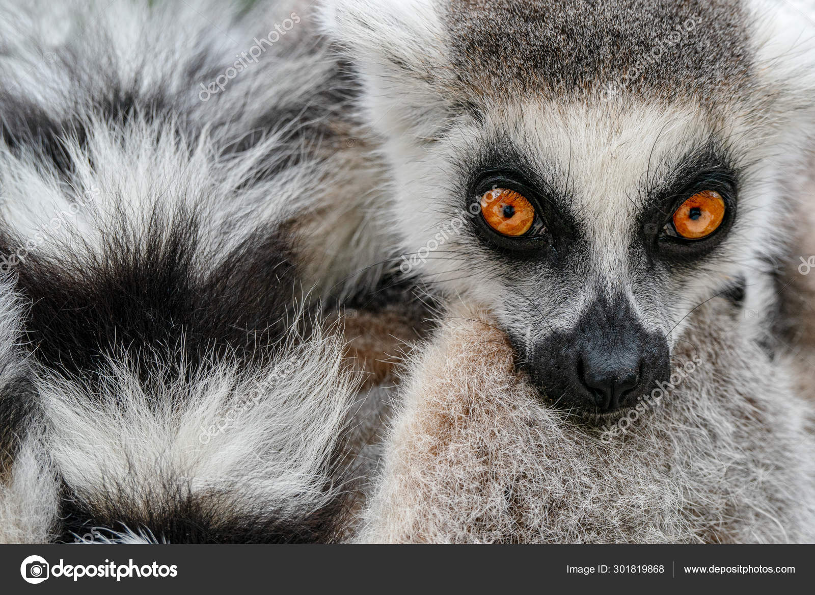 Cute Lemur Eyes