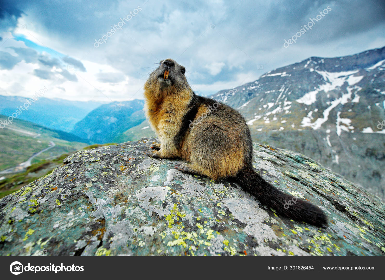 Fat Marmot