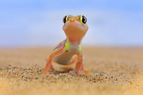 Gecko from Namib sand dune, Namibia. Pachydactylus rangei, Web-footed ...
