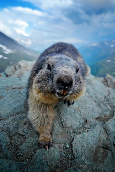 Fat animal Images - Search Images on Everypixel