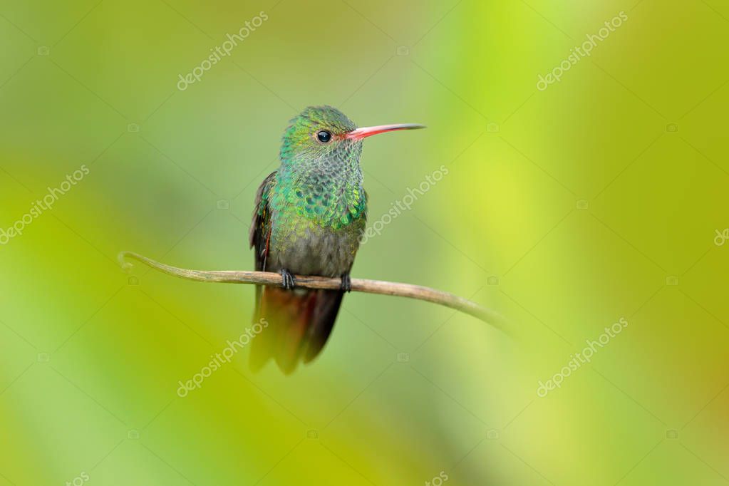 Pájaro con pico rojo, América. Colibrí de cola rufa, Amazilia tzacat ...