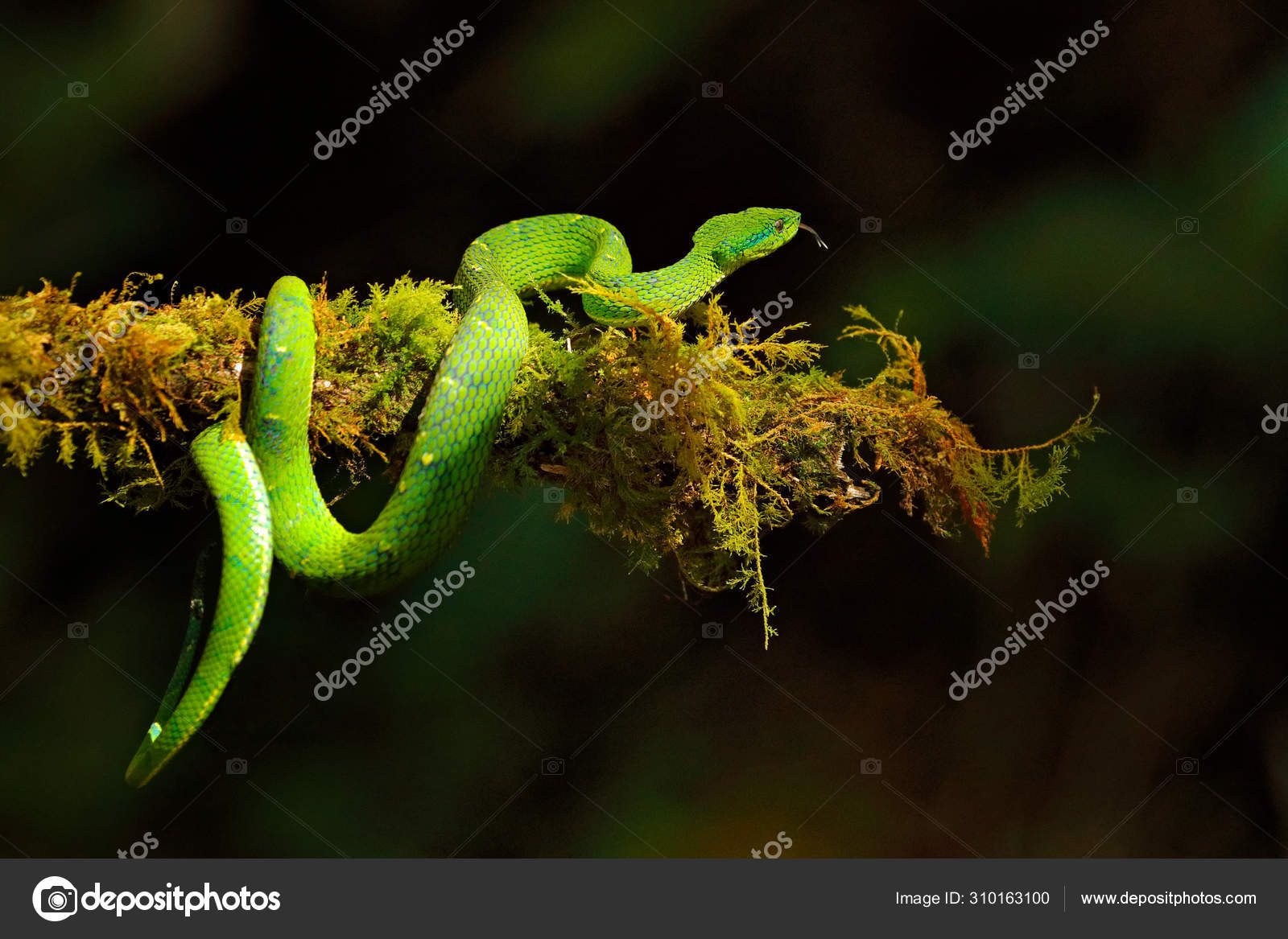 Green Palm-Pitviper, Bothriechis lateralis, danger poison snake in the ...