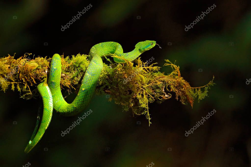 Green Palm-Pitviper, Bothriechis lateralis, serpiente venenosa ...