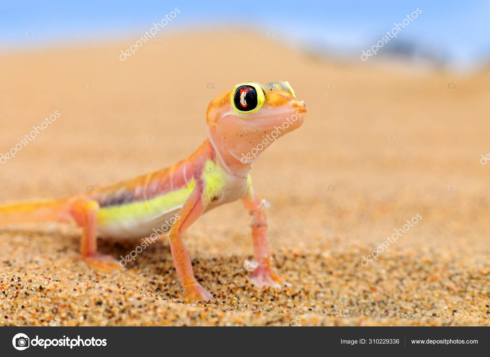 Gecko from Namib sand dune, Namibia. Pachydactylus rangei, Web-footed ...