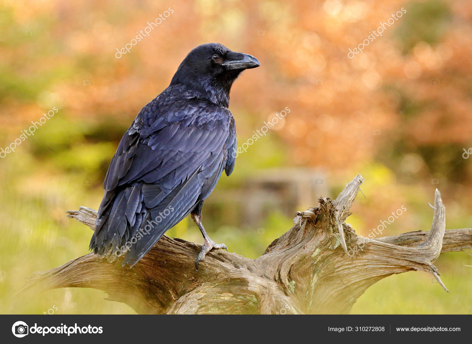 Raven, sitting on the tree trunk. Bird behavior in nature. Wildlife ...