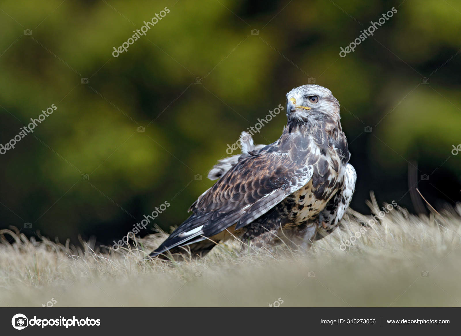 Buzzard in the forest. Autumn wildlife Bird of prey Rough-legged ...
