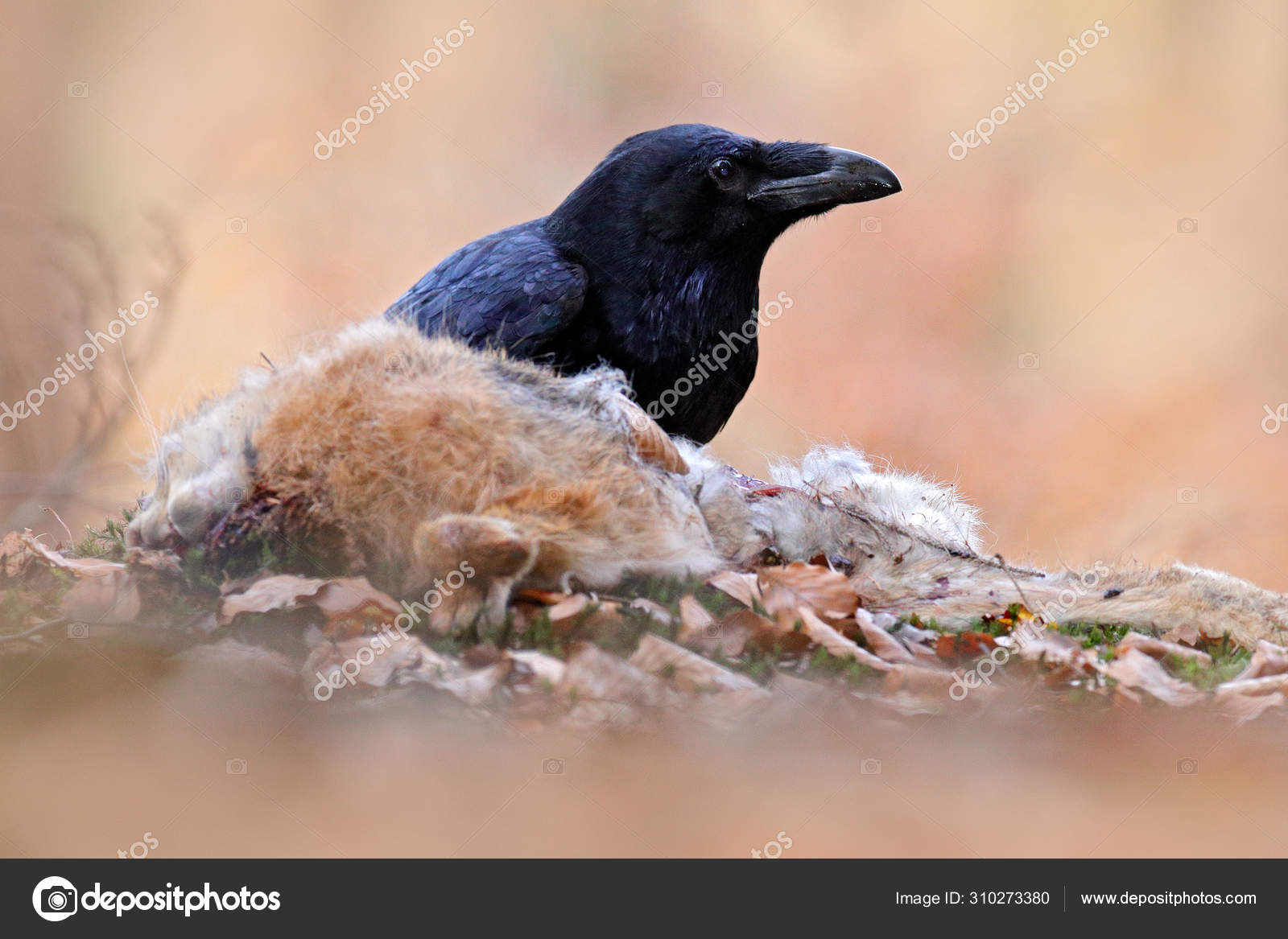 Raven with dead kill hare, sitting on the stone. Bird behavior in ...