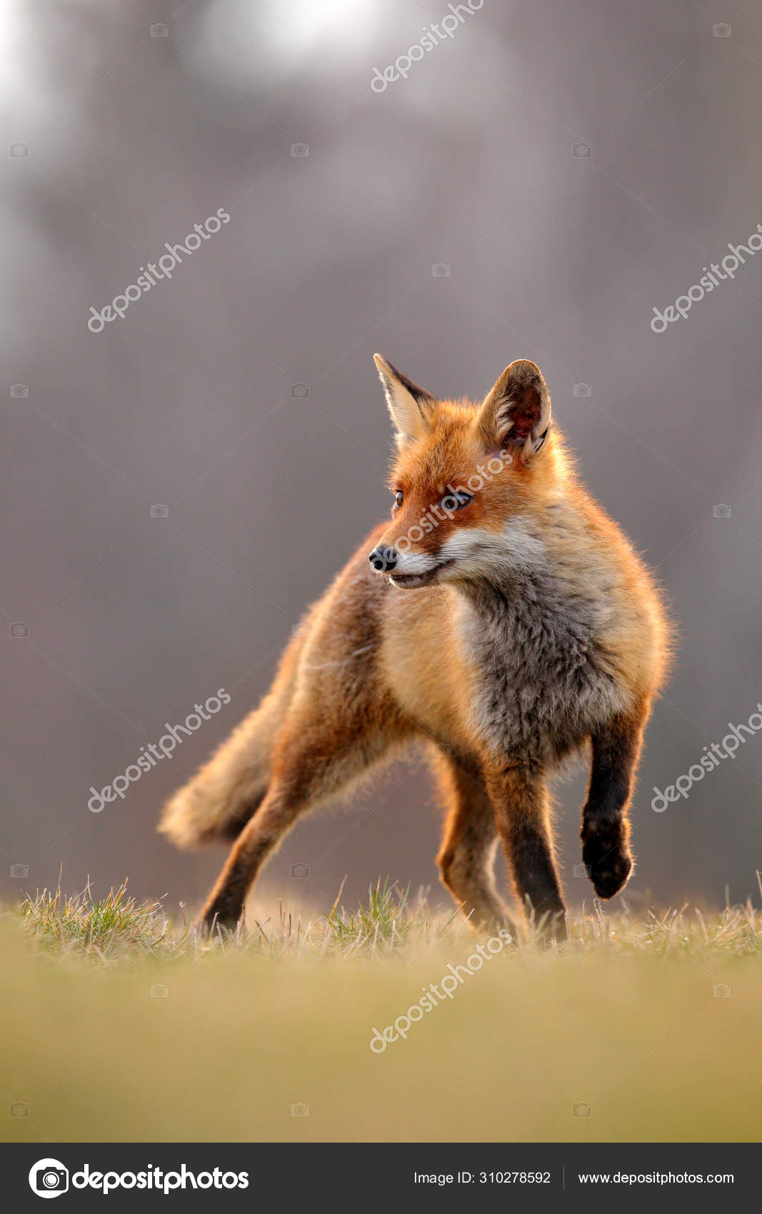 Red Fox hunting, Vulpes vulpes, wildlife scene from Europe. Orange fur coat animal in the nature ...