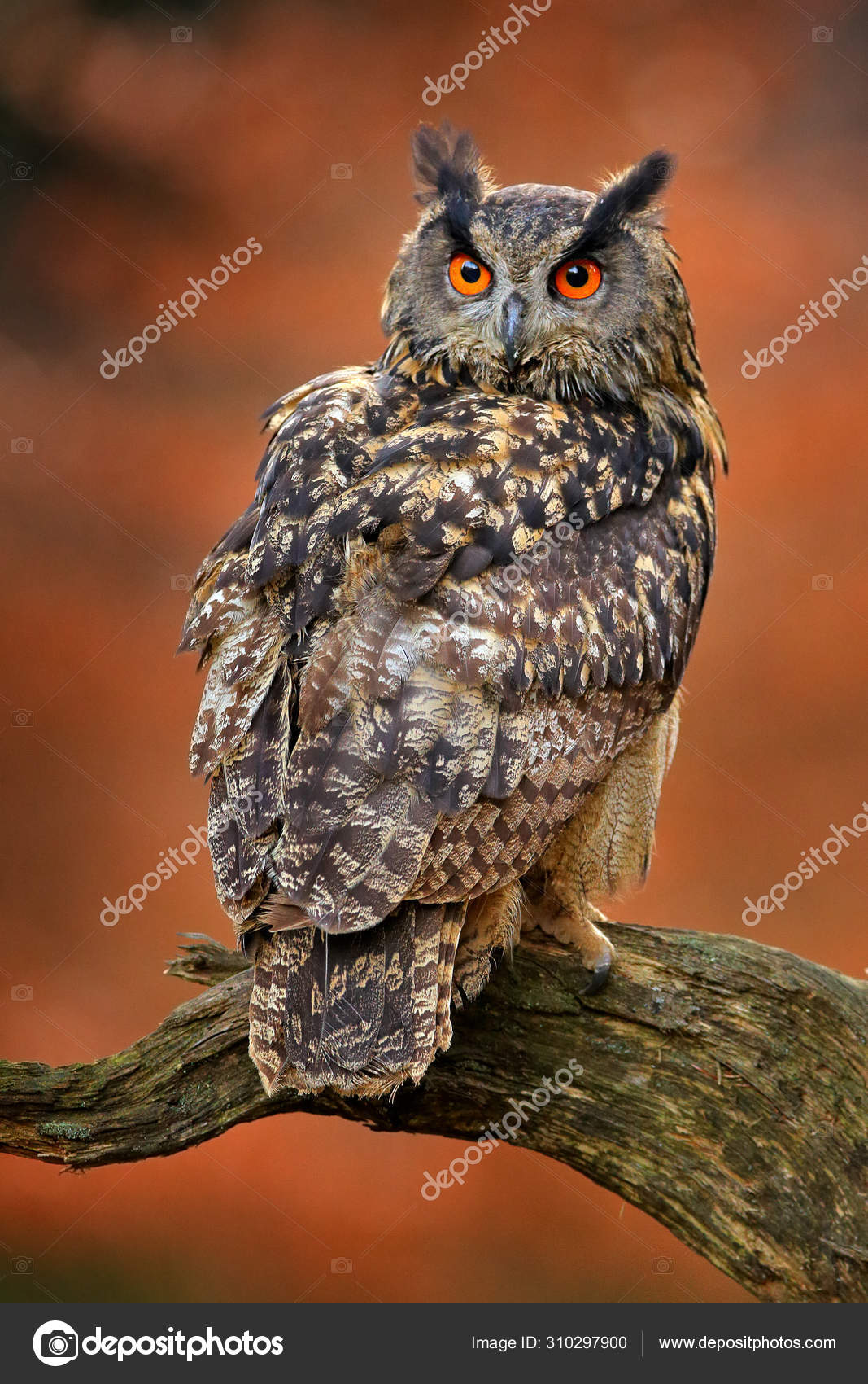 Eagle Owl, Bubo bubo, with open wings in flight, forest habitat Stock ...