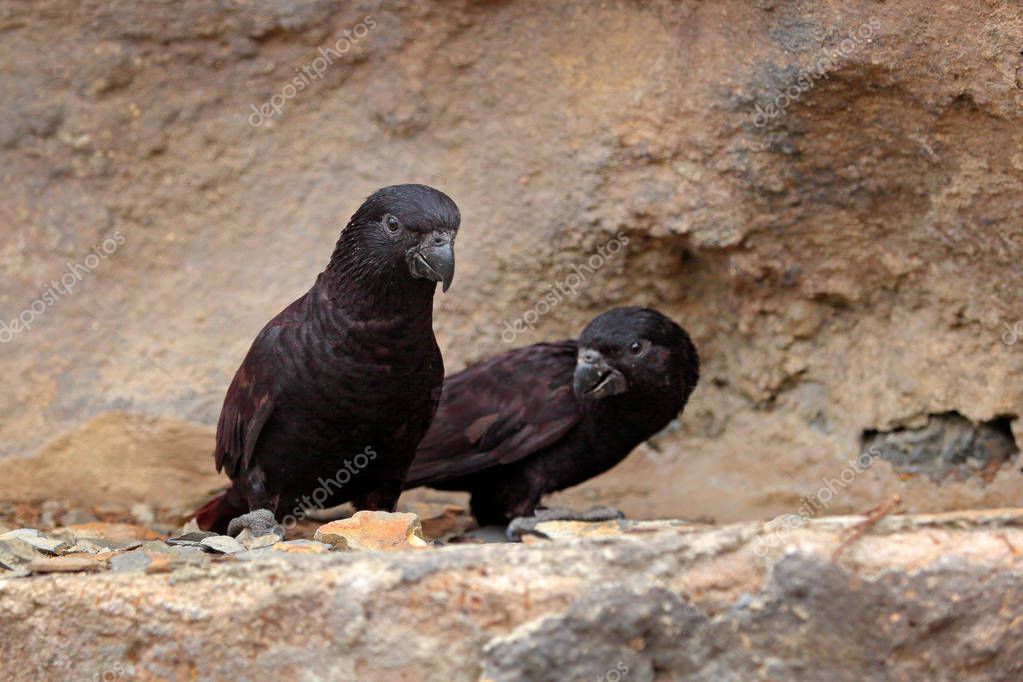 Lori negro, Chalcopsitta atra, loro oscuro de Papúa Occidental, Nueva ...