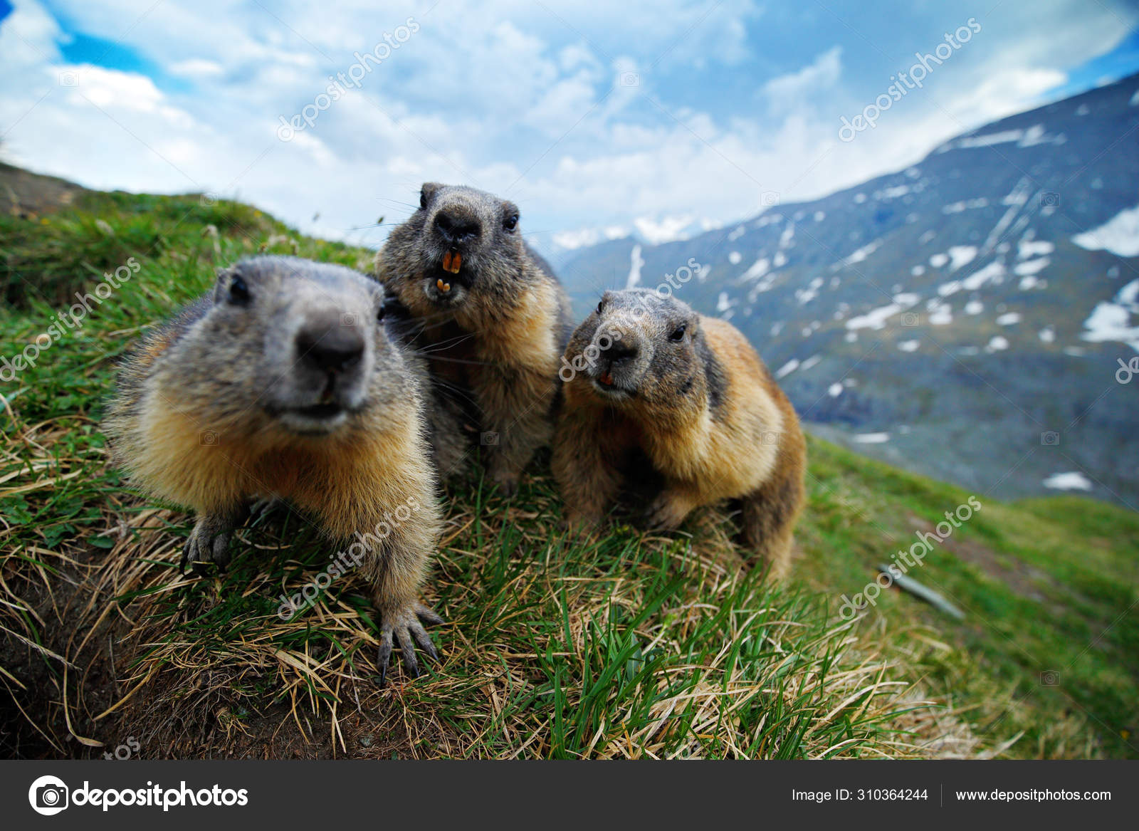 Cute Marmot