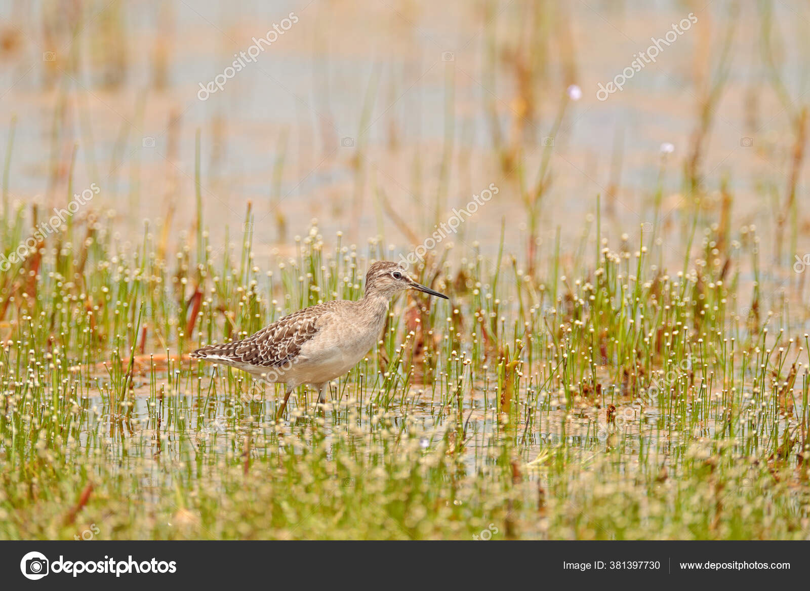 Common Sandpiper Actitis Hypoleucos Small Palearctic Wader Lake Water ...