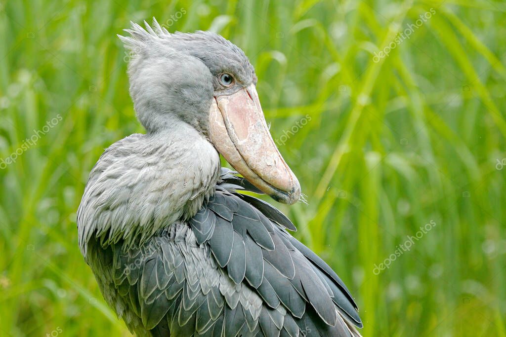 Zapato, Balaeniceps rex, escondido en la vegetación verde. Retrato de ... Zapato, Balaeniceps rex, escondido en la vegetación verde. Retrato de ...