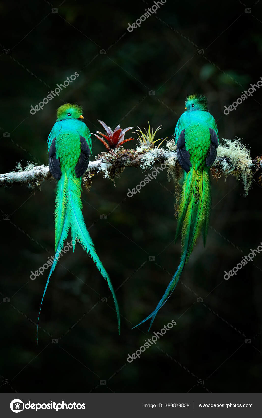 Blue Quetzal Bird