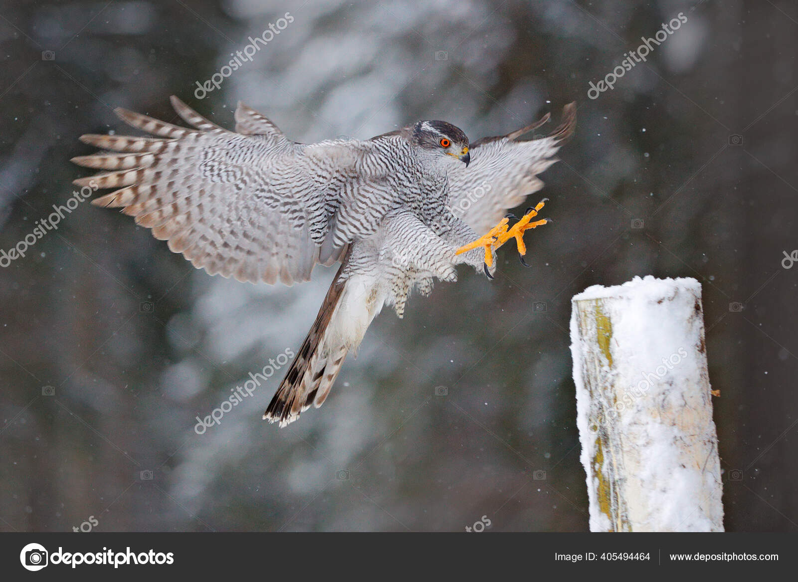 Goshawk Flight Germany Northern Goshawk Landing Spruce Tree Winter Snow ...