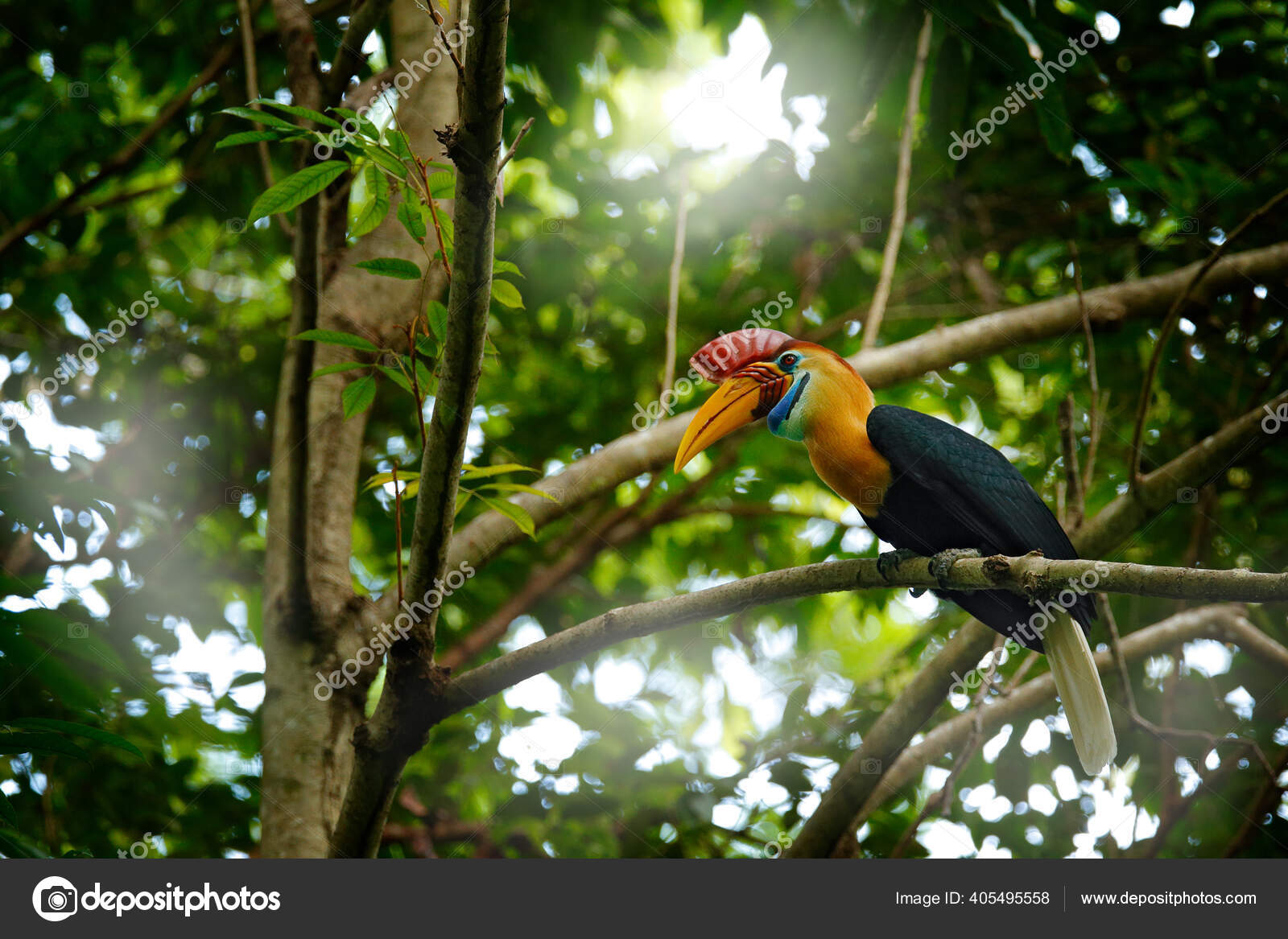 Great Hornbill Flying In Groups