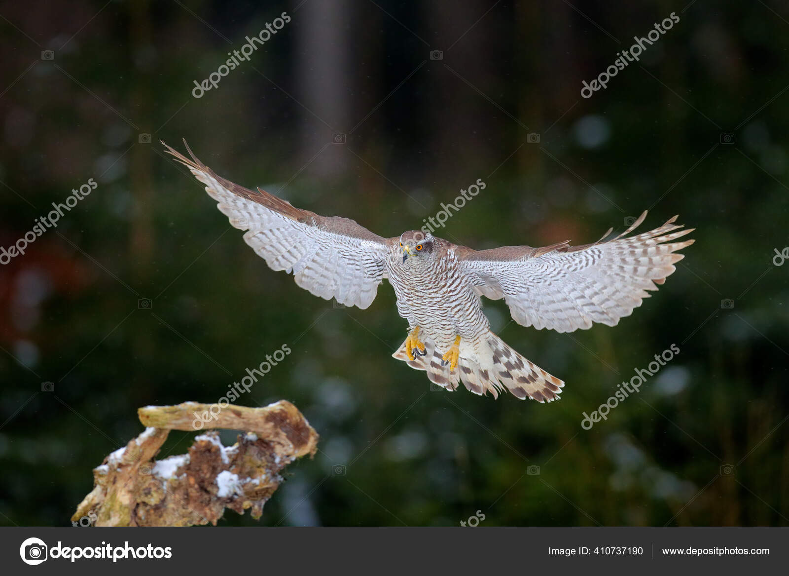 Goshawk Flight Germany Northern Goshawk Landing Spruce Tree Winter Snow ...