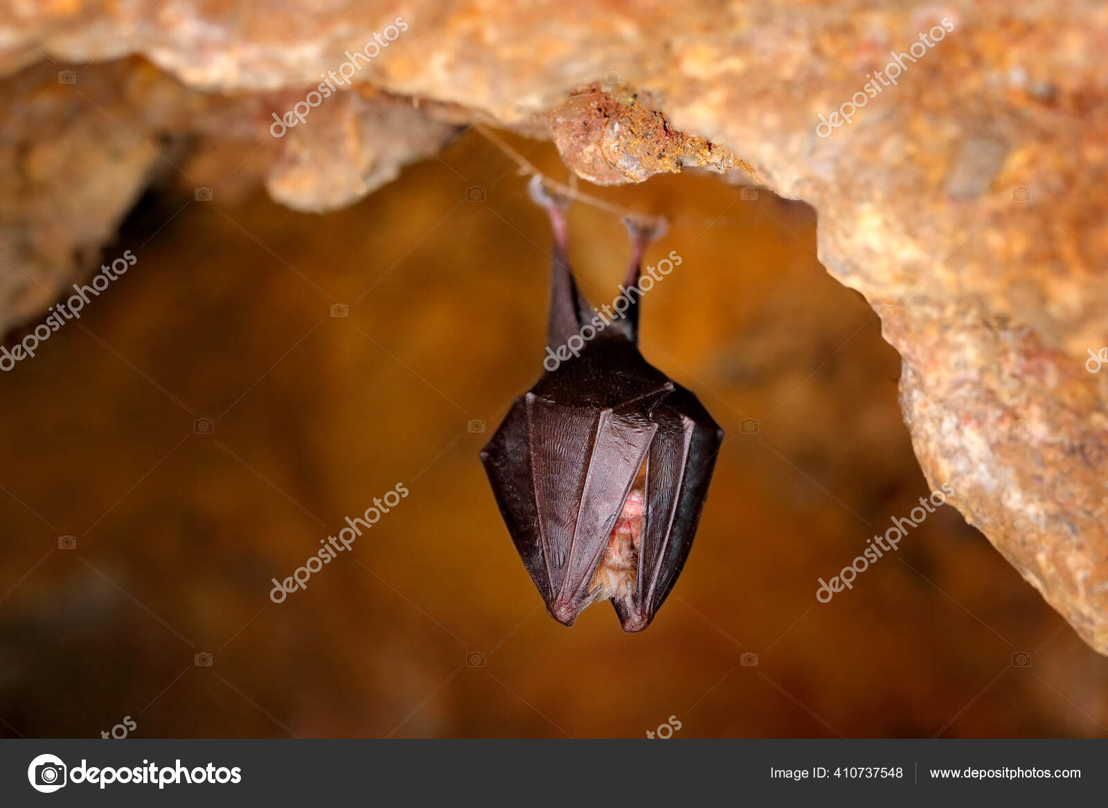 Lesser Horseshoe Bat Rhinolophus Hipposideros Nature Cave Habitat Cesky Kras — Stock Photo ...