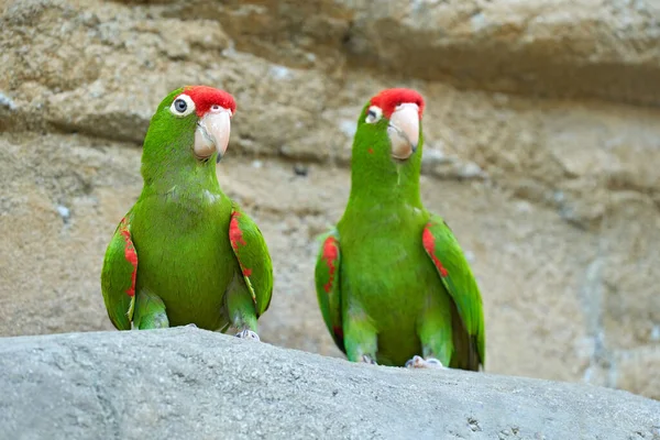 Loro verde y rojo. Perico cordillerano, especie de loro de cola larga ...