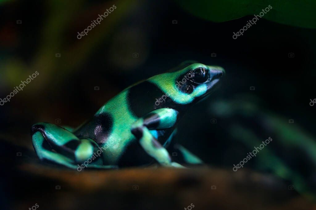 Rana venenosa de la selva tropical amazónica, Costa Rica. Green Black ...