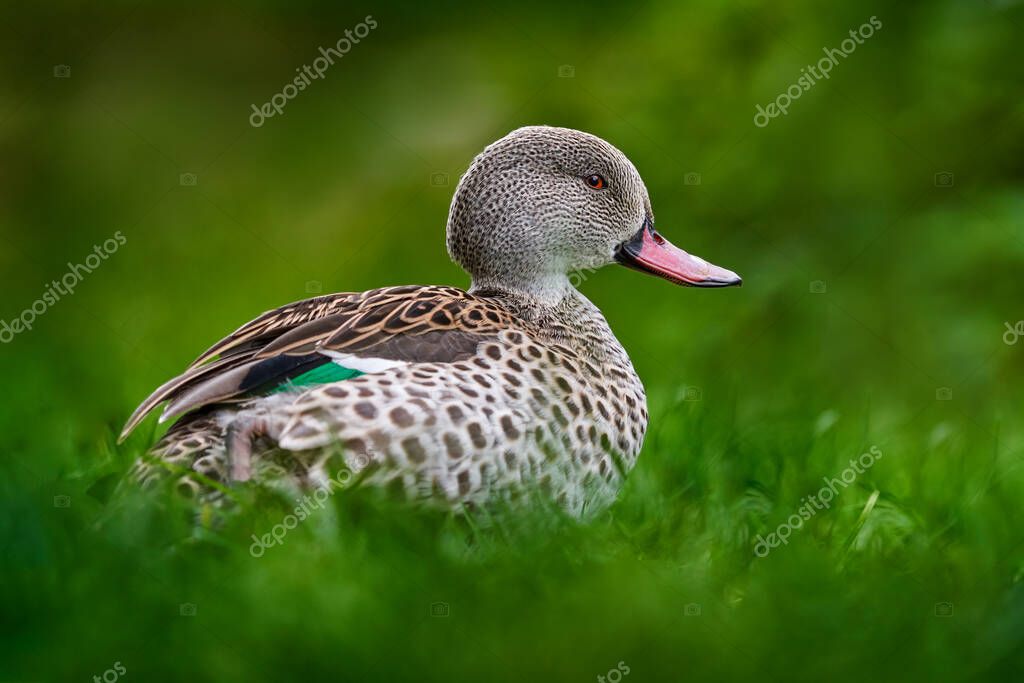 Teja del Cabo, Anas capensis, pato salteador de humedales abiertos en ...