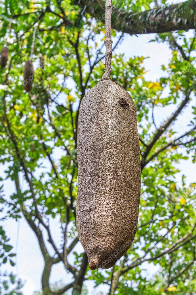 Fruto de árbol de salchicha muy raro también conocido como kigelia ...