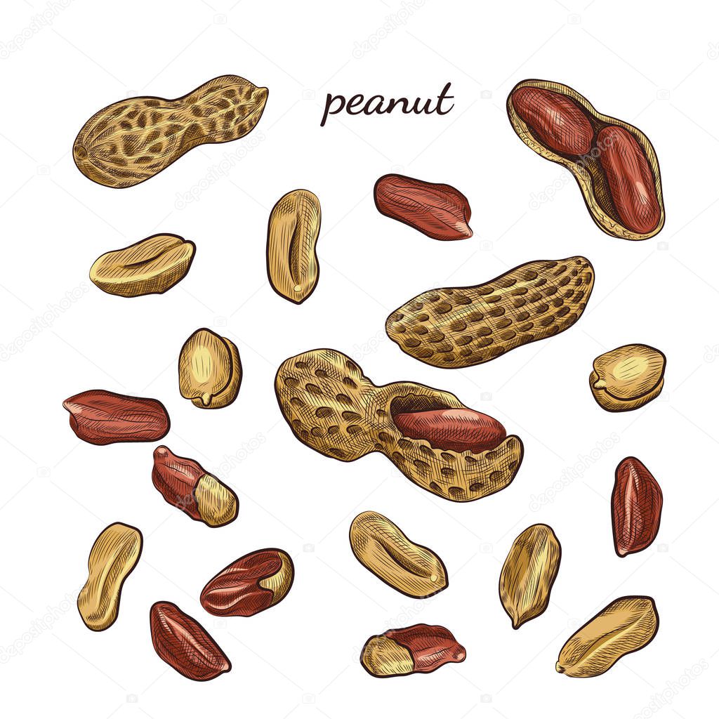 Ilustración dibujada a mano de maní. Bocetos de tuercas y conchas ...