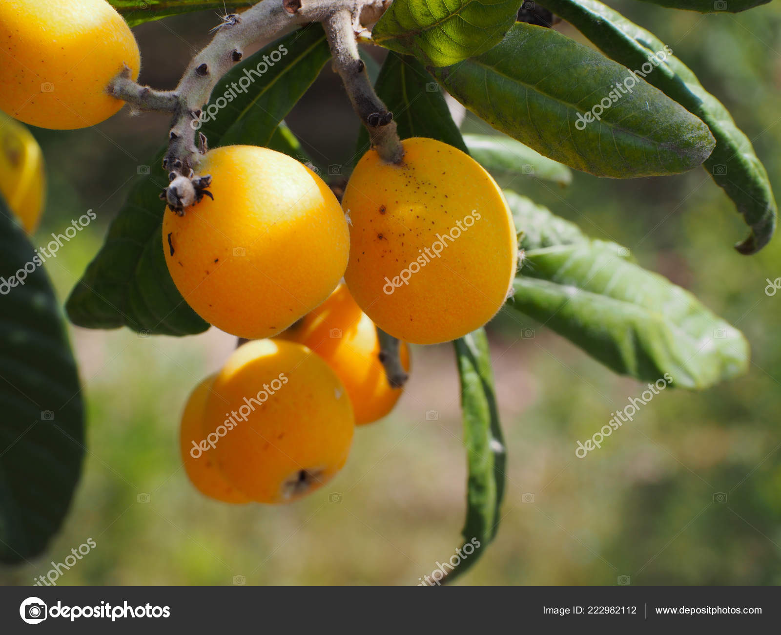 Loquat Fruits Eriobotrya Japonica Tree Ancient Fruit Rich Vitamins ...